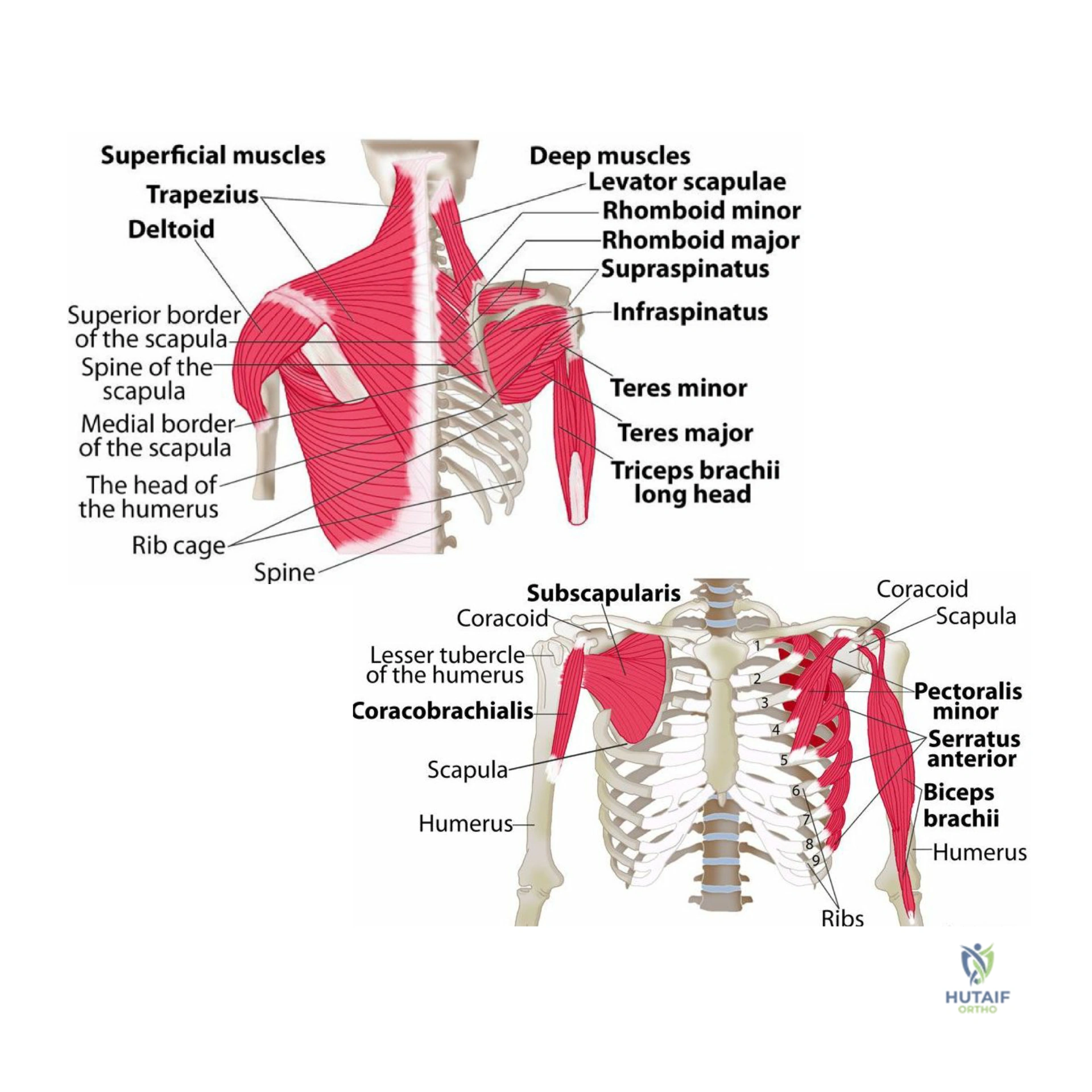 Scapula Fractures: Diagnosis & Management Guide | Guide Chapter